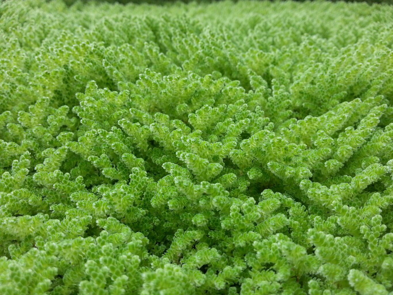 Azolla control - CABI.org