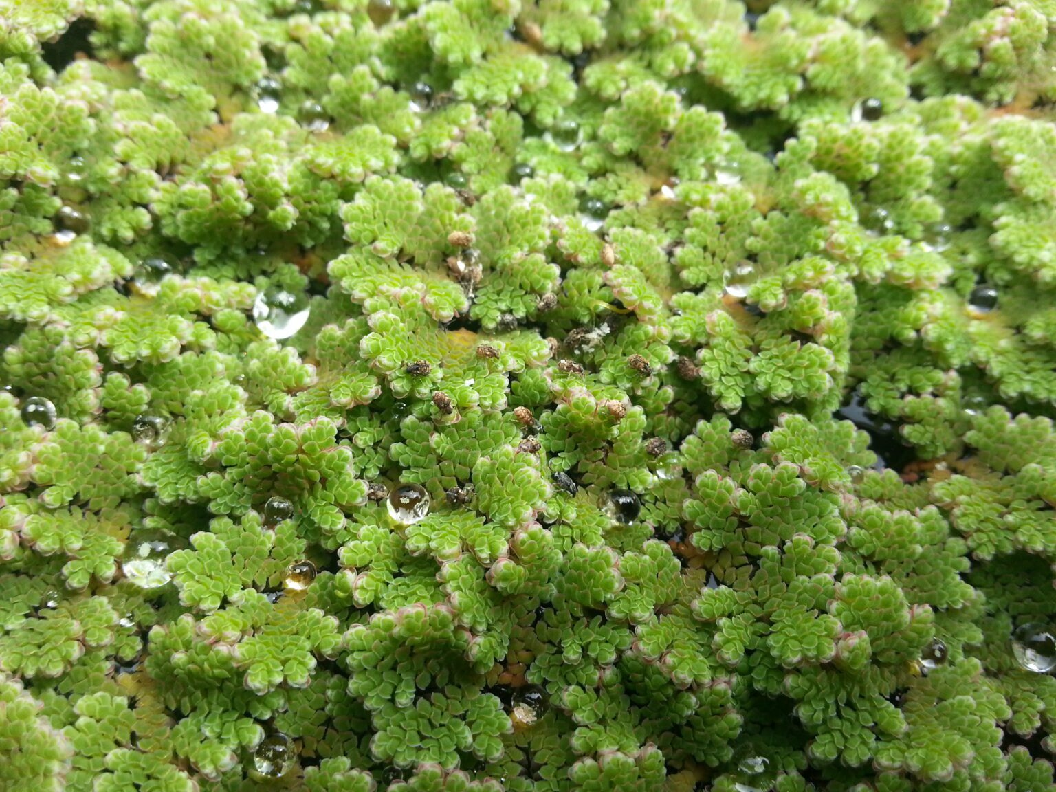 Azolla - CABI.org
