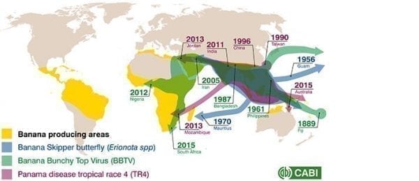 Triple attack on bananas could devastate $35bn global industry - CABI.org