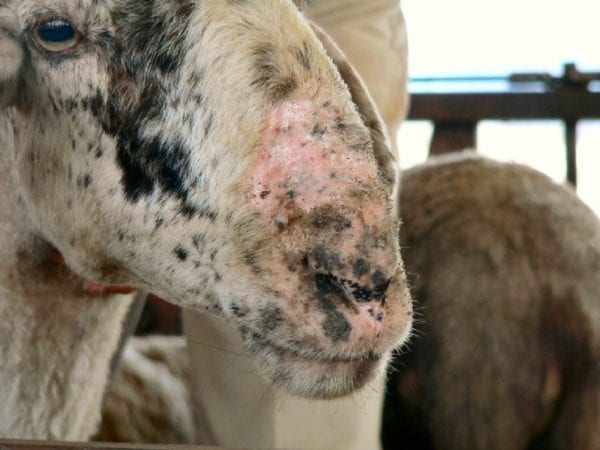 Animal Welfare, 3rd Edition - CABI.org