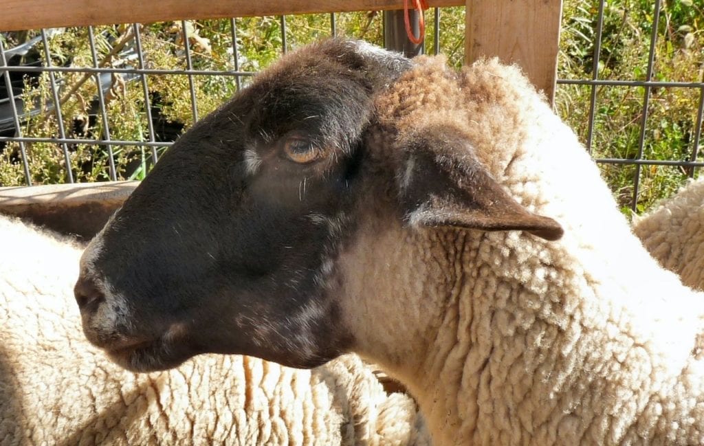 Animal Welfare, 3rd Edition - CABI.org