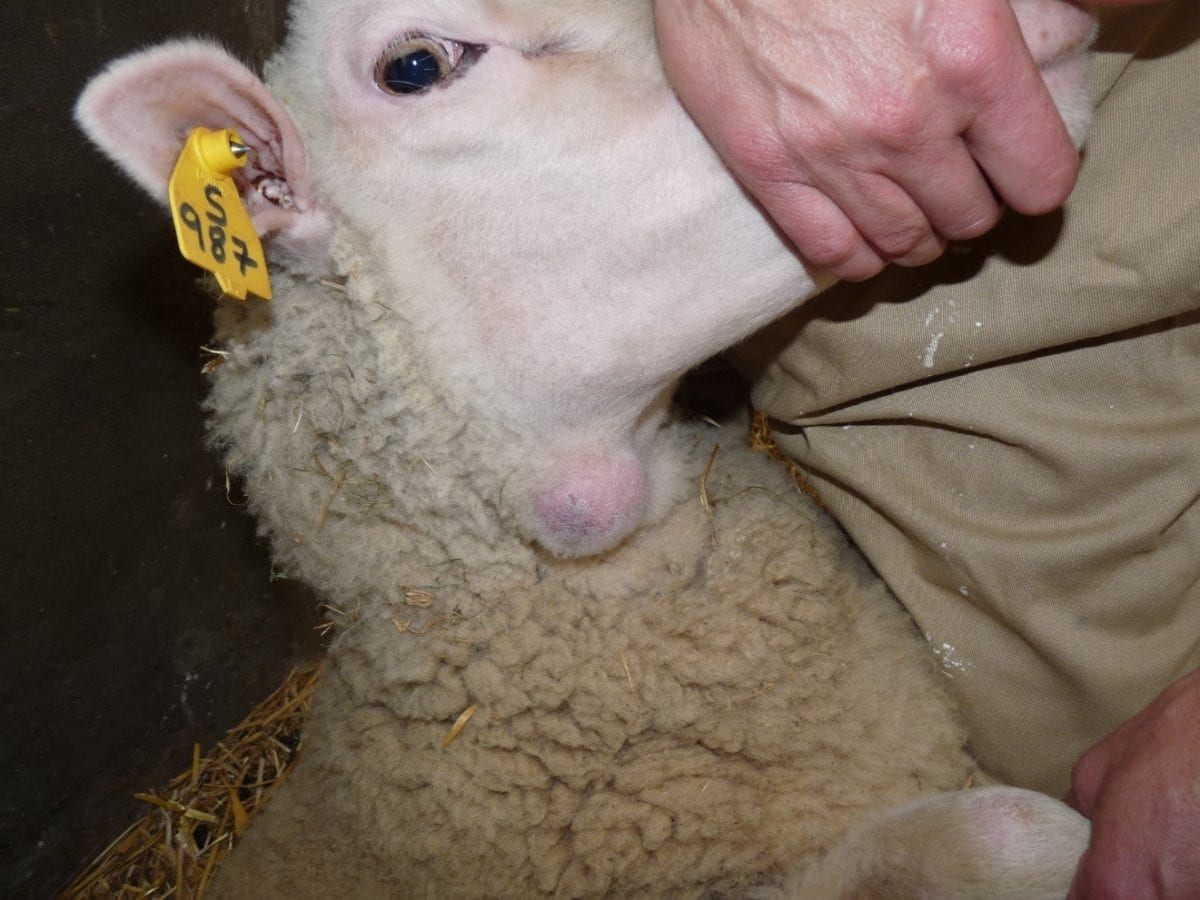 Animal Welfare, 3rd Edition - CABI.org