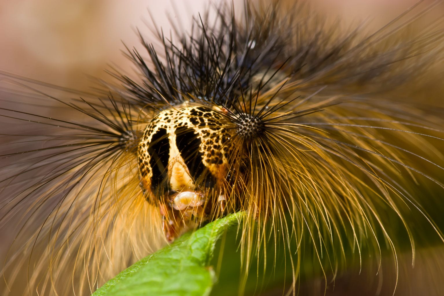 Pest Risk Modelling and Mapping for Invasive Alien Species - CABI.org