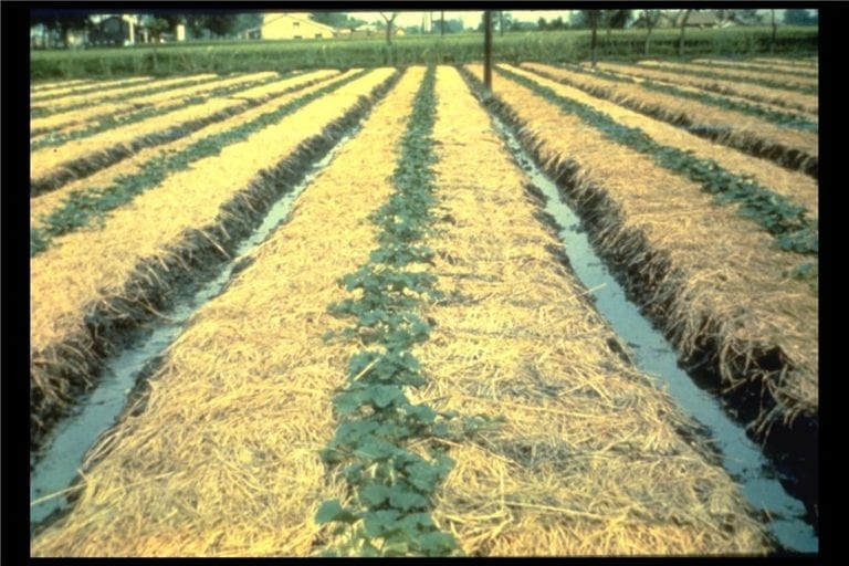 Vegetable Production and Practices - CABI.org