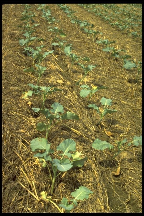 Vegetable Production and Practices - CABI.org