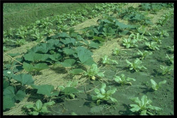 Vegetable Production and Practices - CABI.org