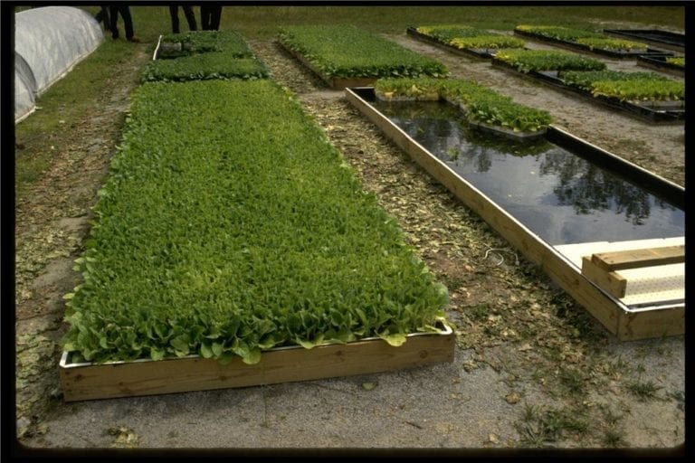 Vegetable Production and Practices - CABI.org