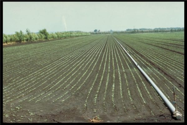 Vegetable Production and Practices - CABI.org