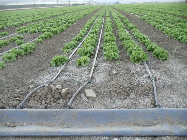 Vegetable Production and Practices - CABI.org