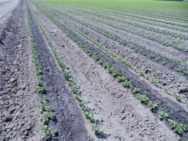 Vegetable Production and Practices - CABI.org