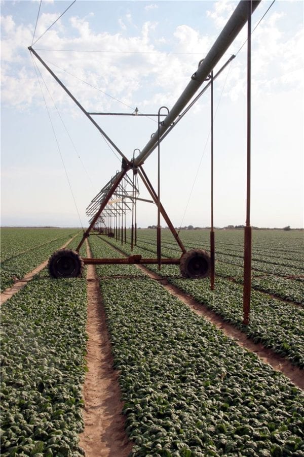 Vegetable Production and Practices - CABI.org