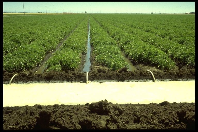 Vegetable Production and Practices - CABI.org