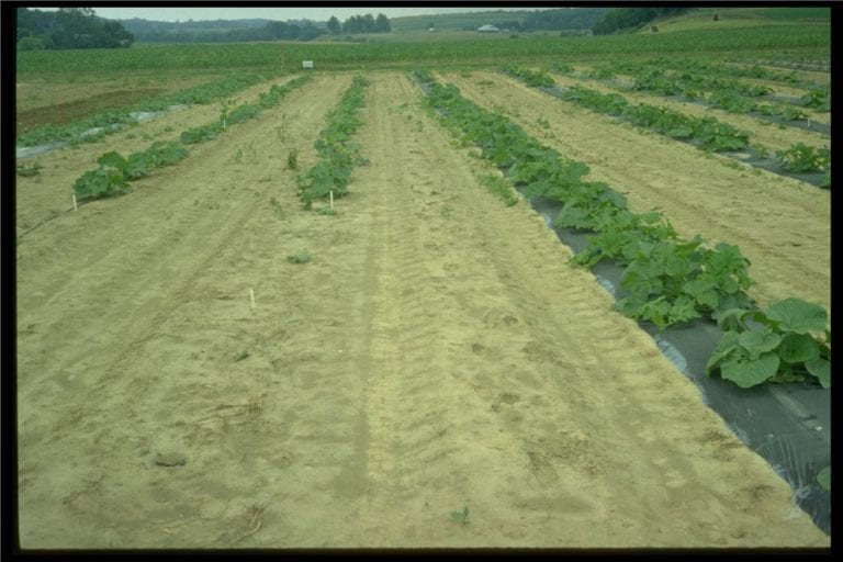 Vegetable Production and Practices - CABI.org