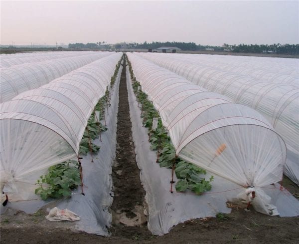 Vegetable Production and Practices - CABI.org