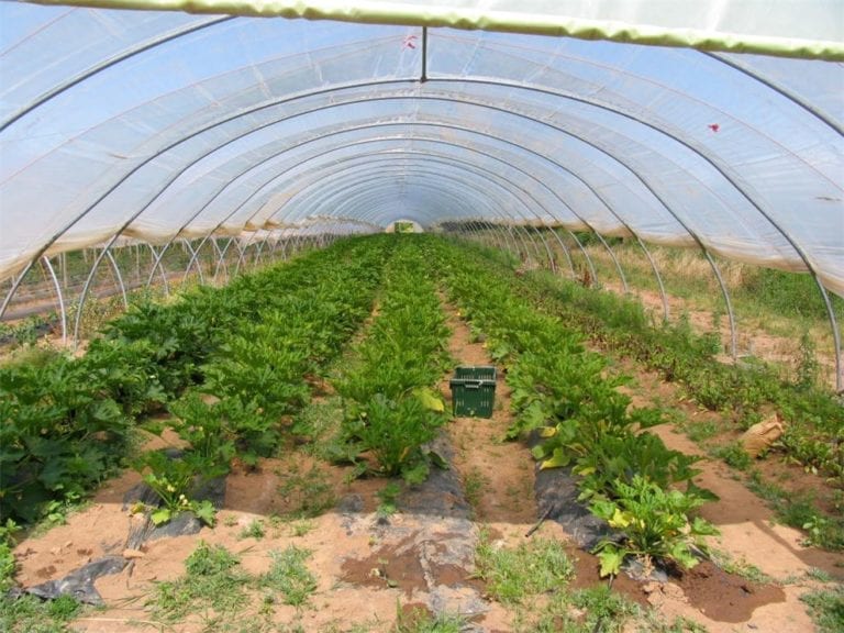 Vegetable Production and Practices - CABI.org