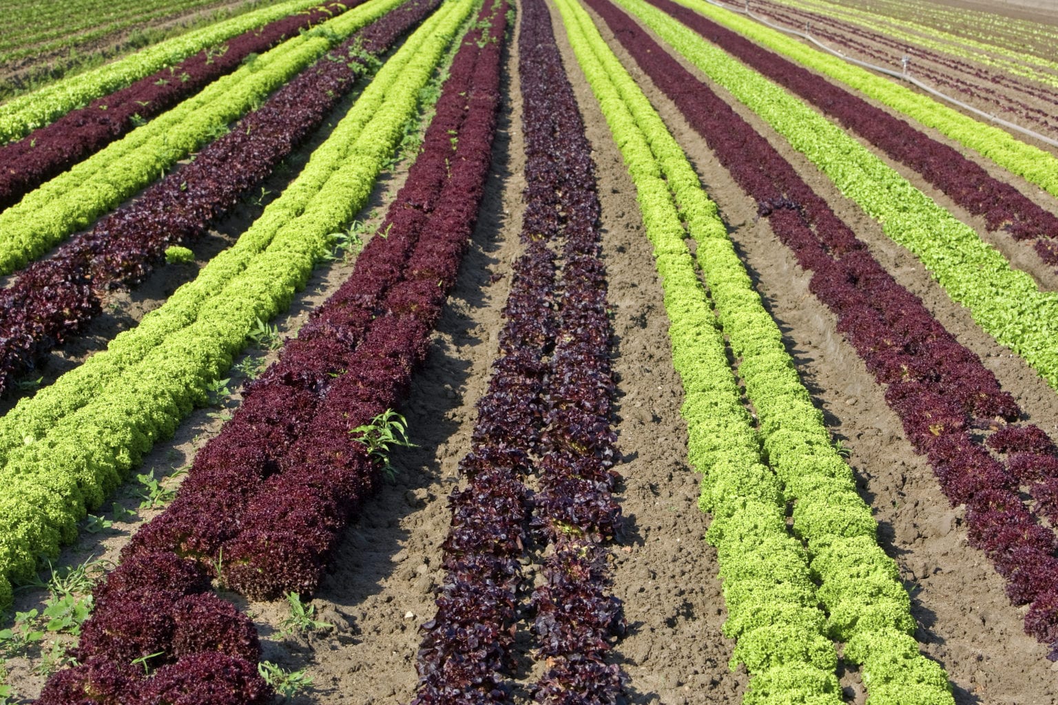 Vegetable Production and Practices - CABI.org