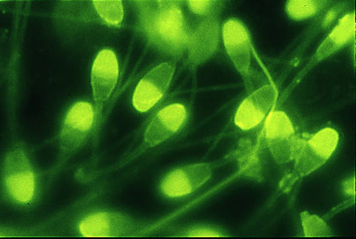 Manual of Animal Andrology - CABI.org