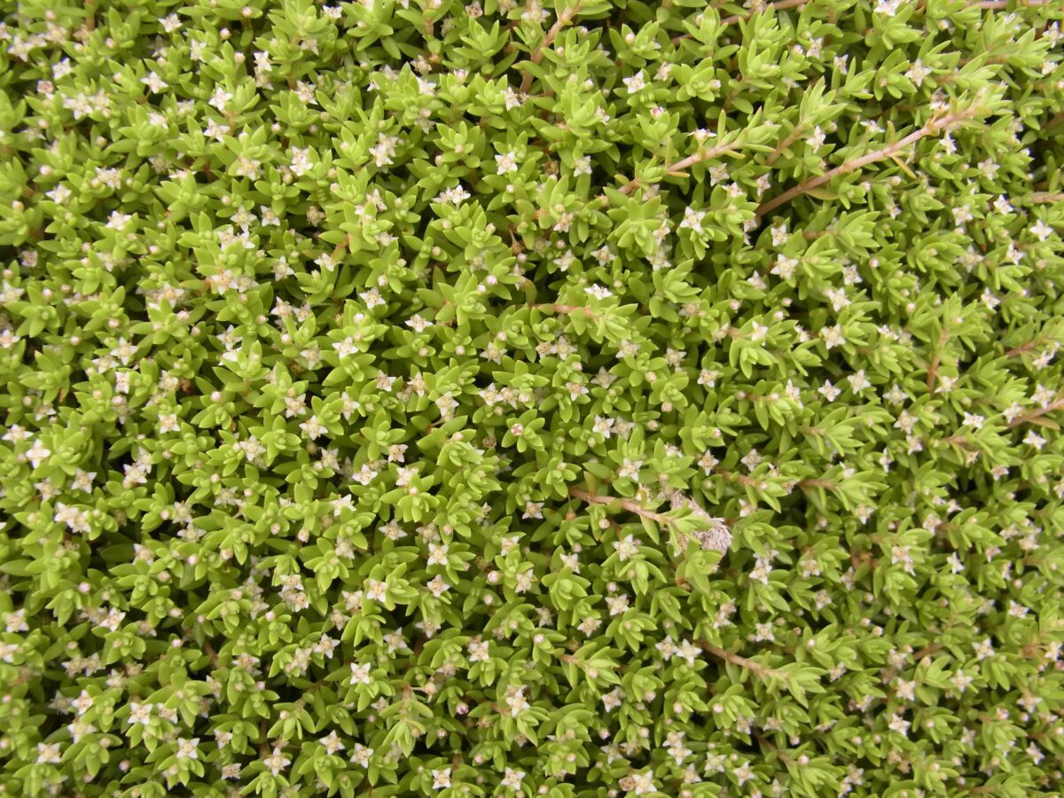 Australian swamp stonecrop - CABI.org