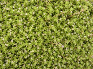 Australian swamp stonecrop - CABI.org