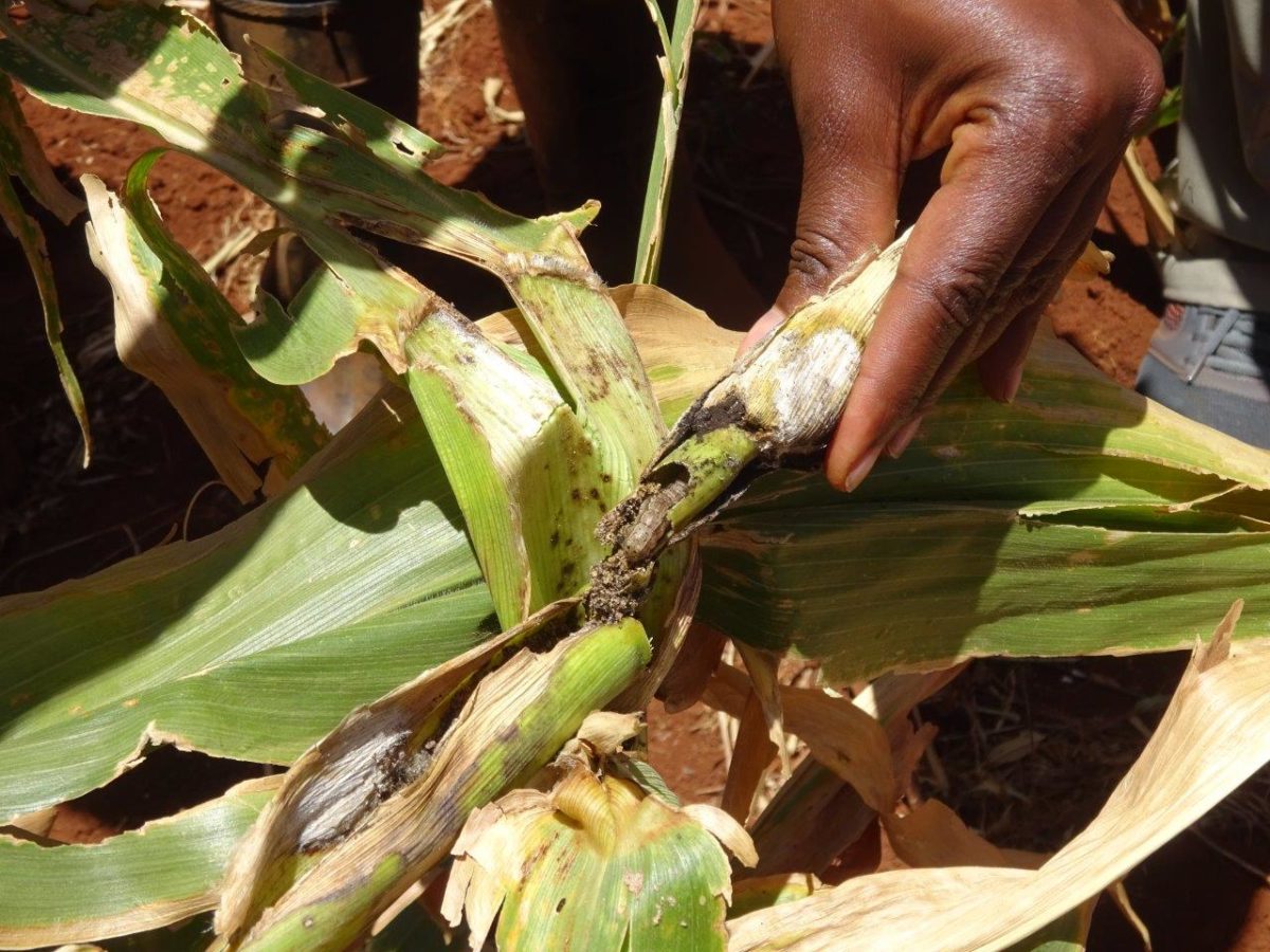 Control of fall armyworm in Eastern Africa - CABI.org