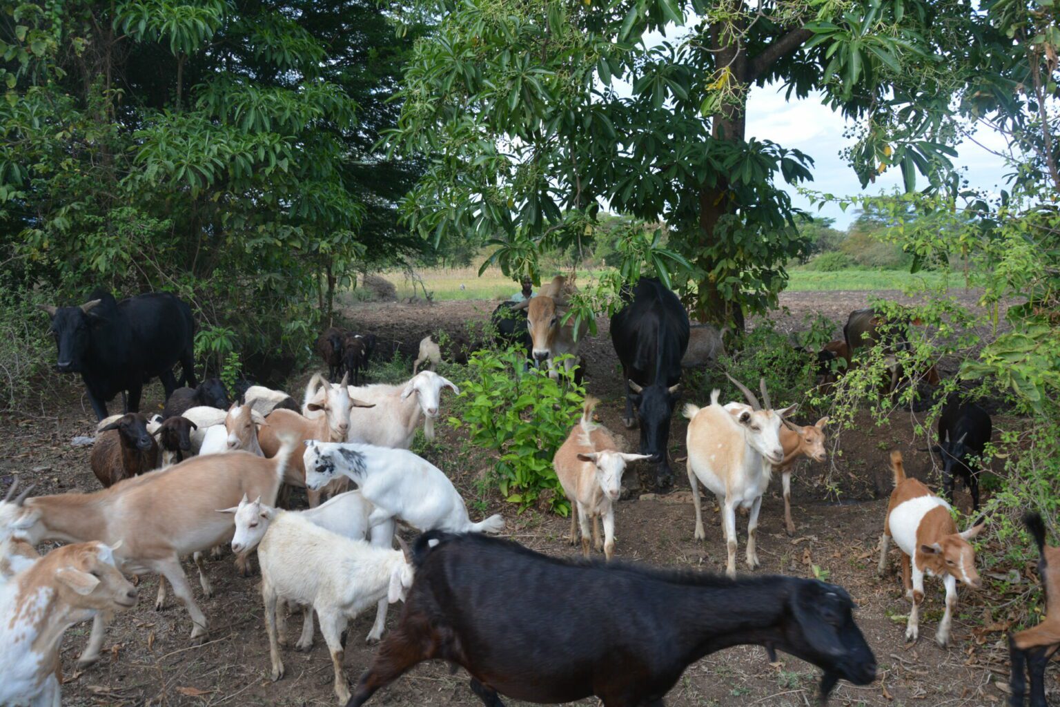 Researching and analysing the Kenya livestock value chain - CABI.org