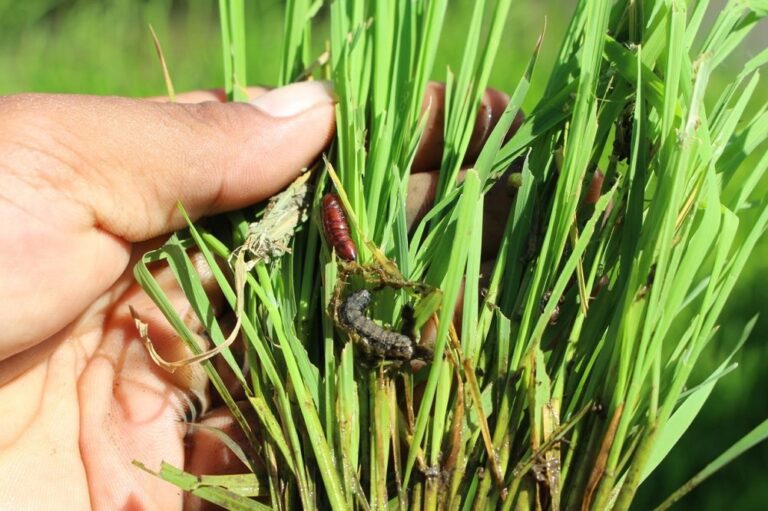 CABI assists the Philippines in assessing the impact of fall armyworm ...