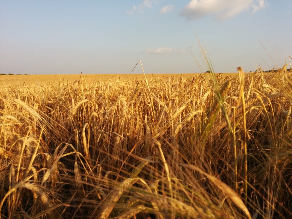 About the Global Burden of Crop Loss - CABI.org