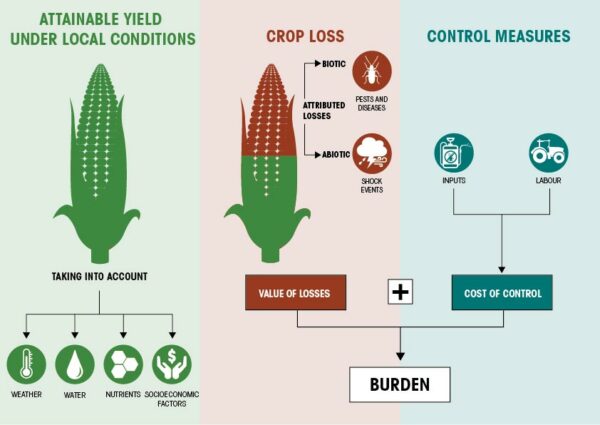 How we work at Global Burden of Crop Loss - CABI.org