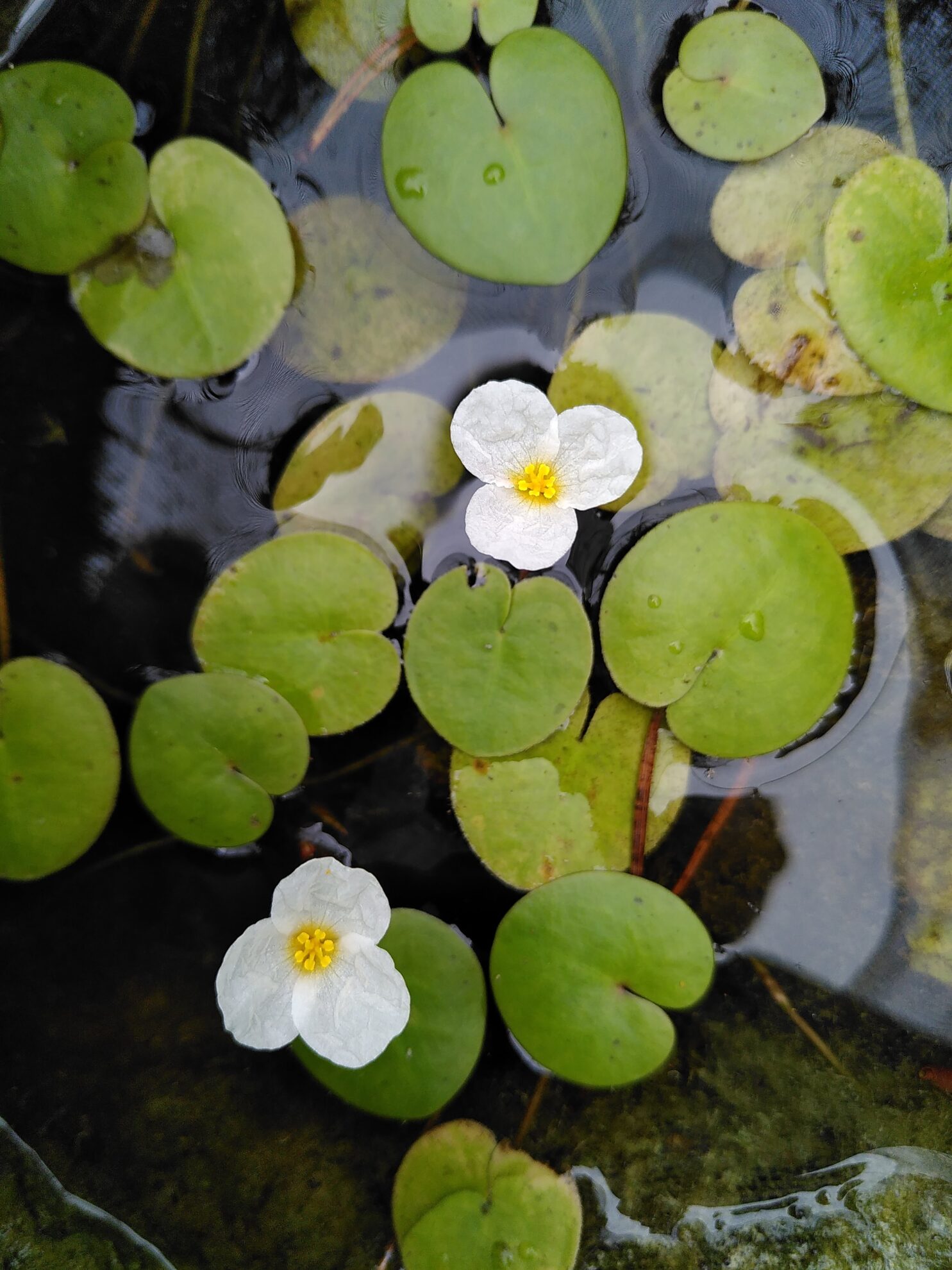 Biological control of European frogbit in North America - CABI.org