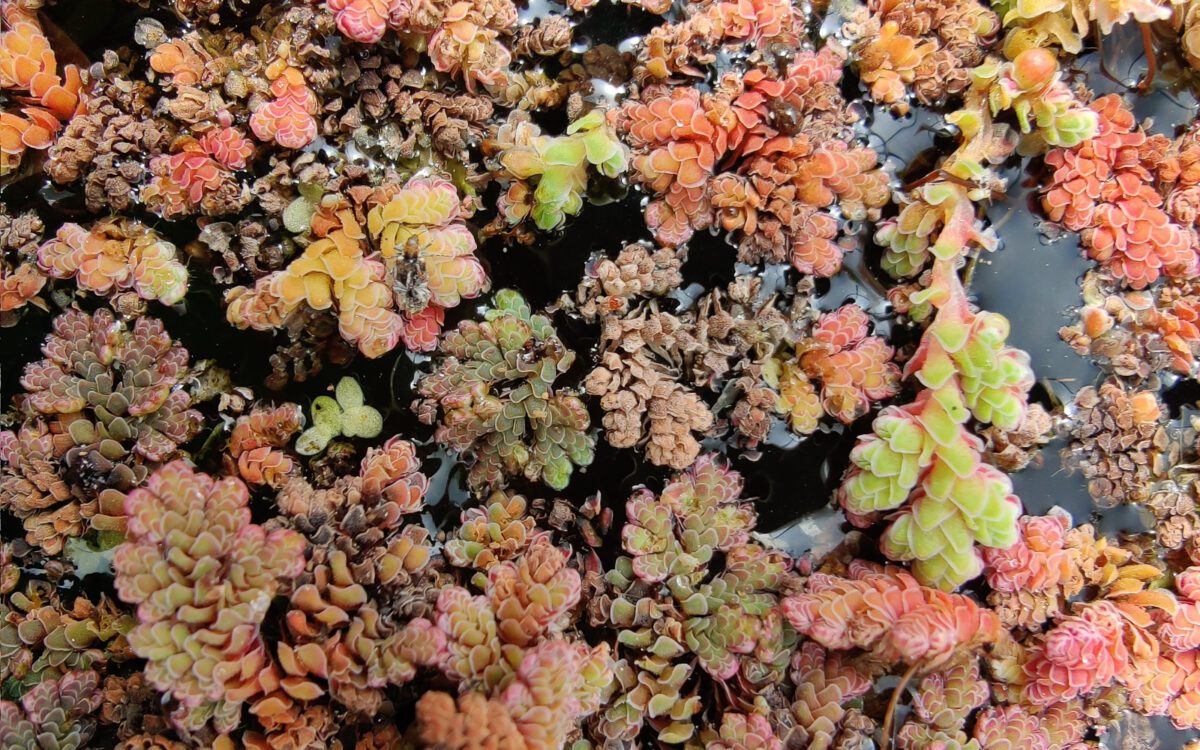 Azolla control - CABI.org