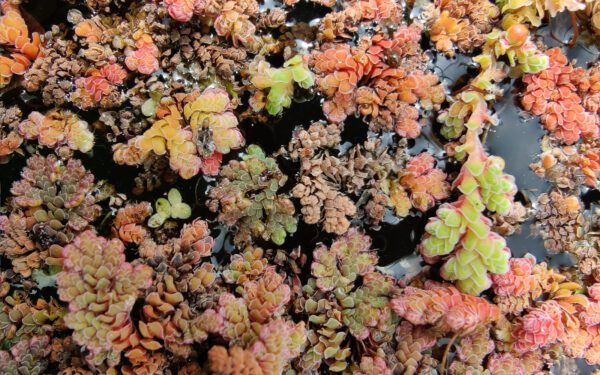 Azolla control - CABI.org