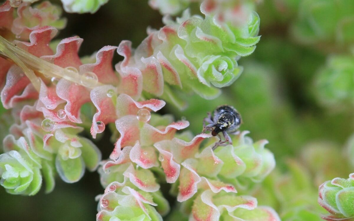 Azolla control - CABI.org