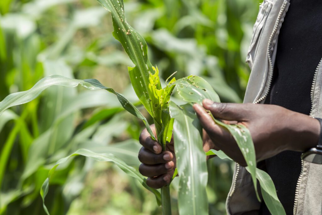 How we work at Global Burden of Crop Loss - CABI.org
