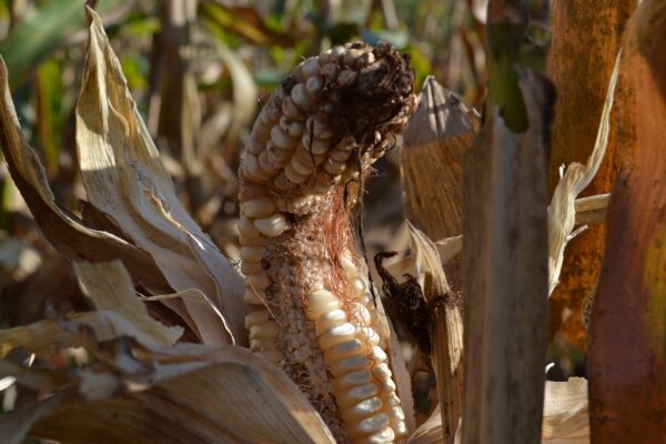 Opportunities for natural enemy to fight devastating fall armyworm ...