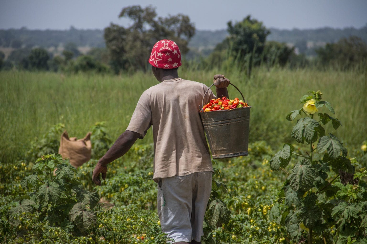 Vegetable exports from Ghana worth US$15M start again - CABI.org