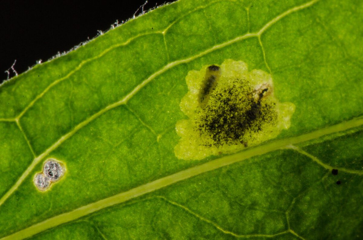Controlling noxious Russian knapweed in North America - CABI.org