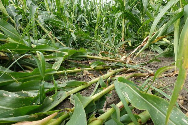 New binary toxins found in fight against devastating western corn ...