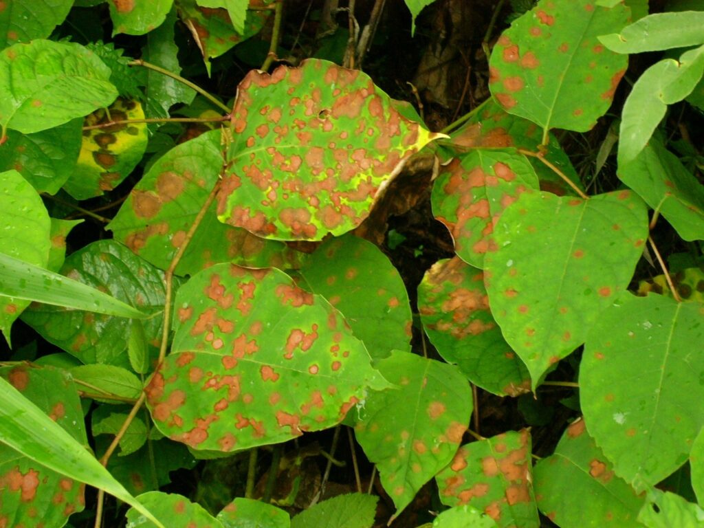Japanese knotweed - CABI.org