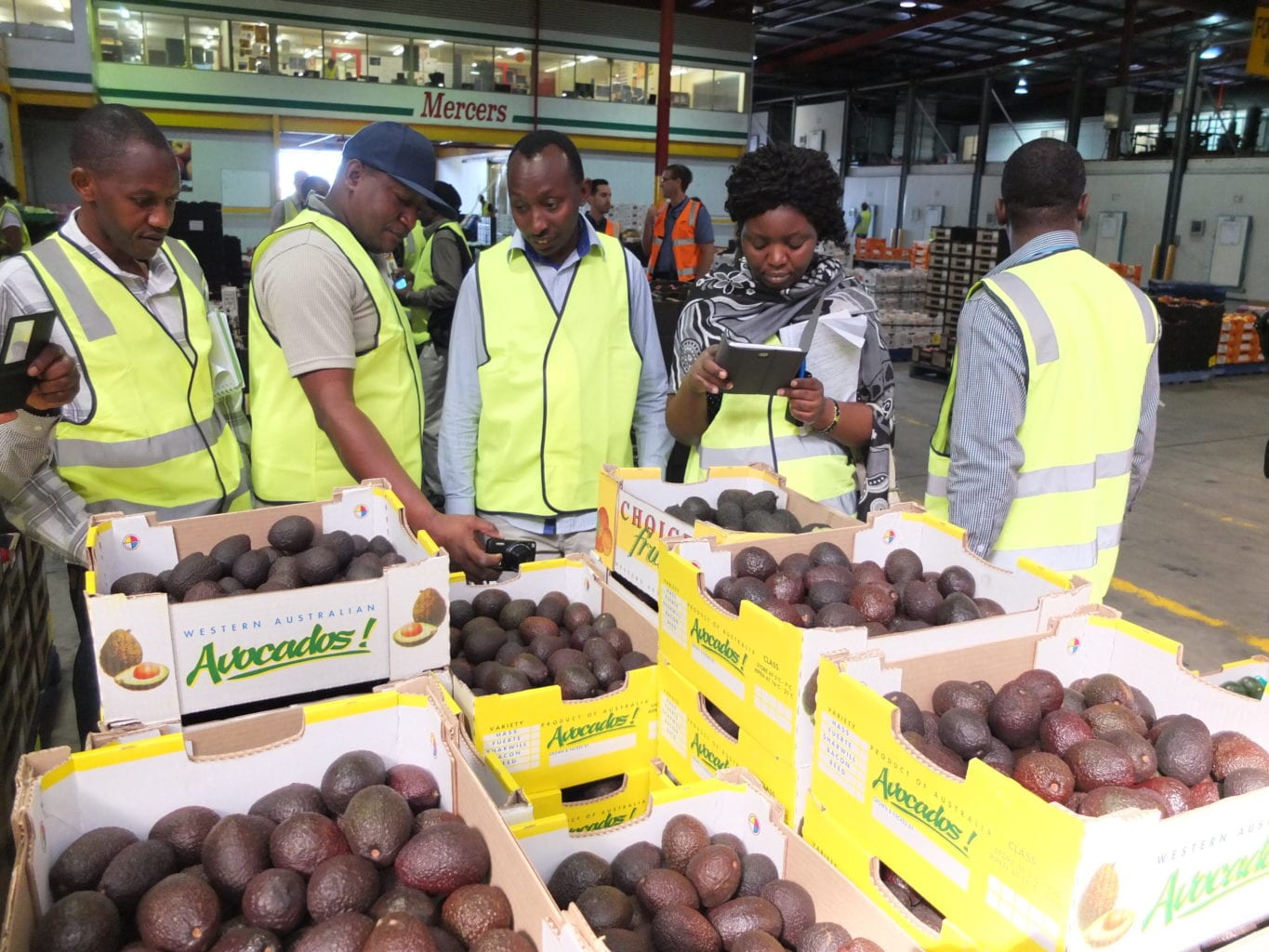 Building a stronger African food security and trade network - CABI.org