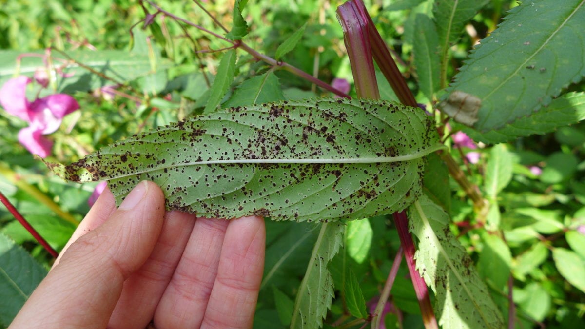 Biological control of Himalayan balsam - CABI.org