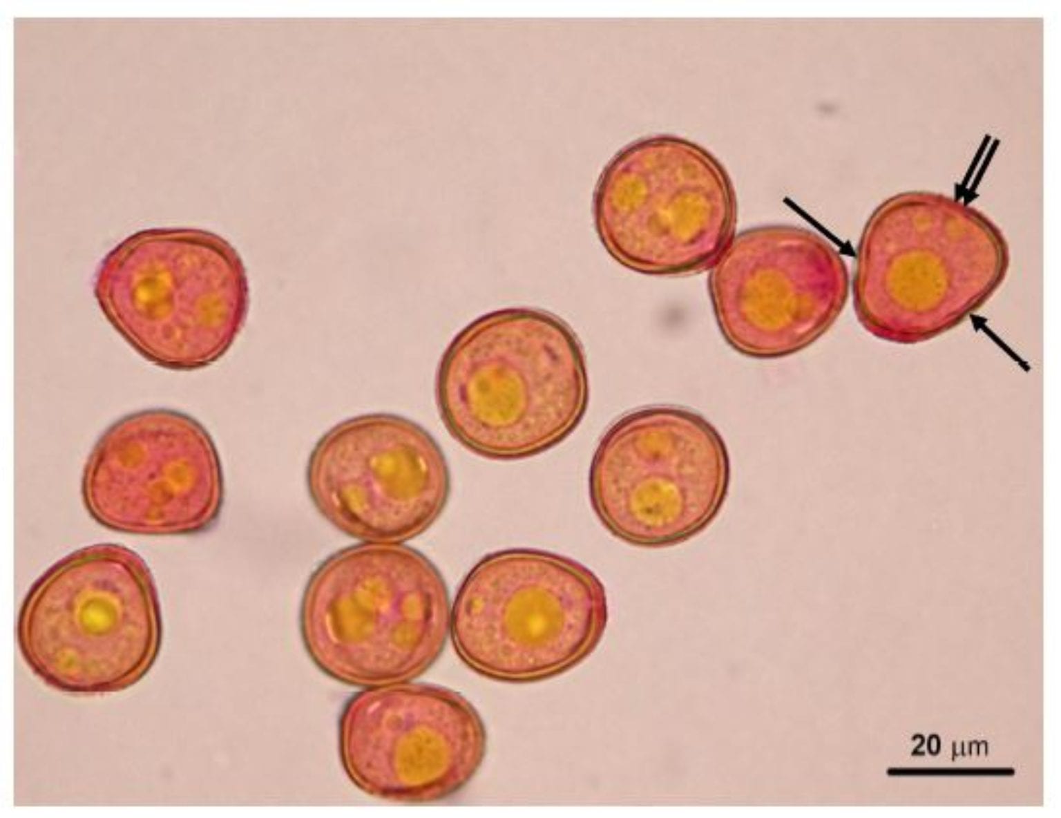 CABI scientists help discover new biological control for noxious ...