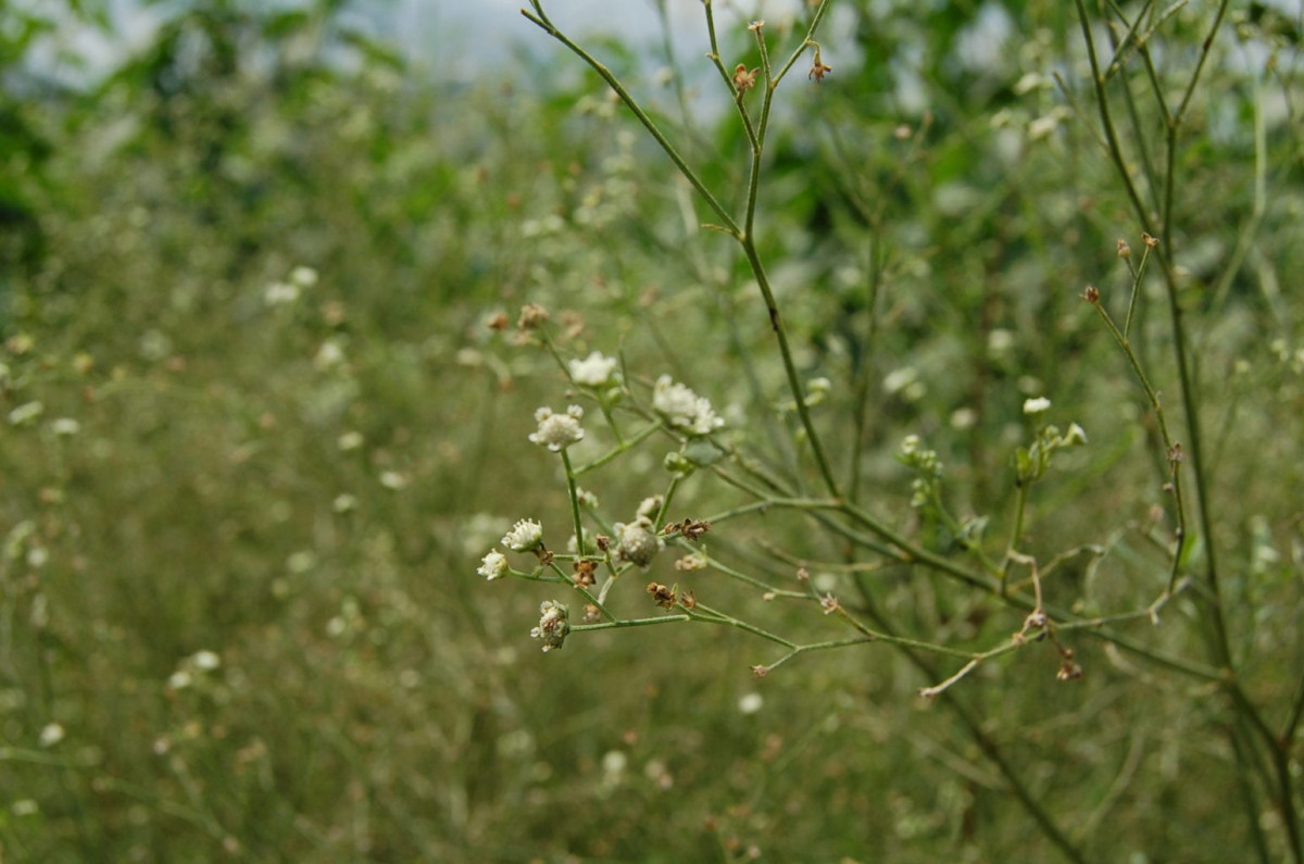 Remote sensing use for mapping Parthenium in Pakistan - CABI.org