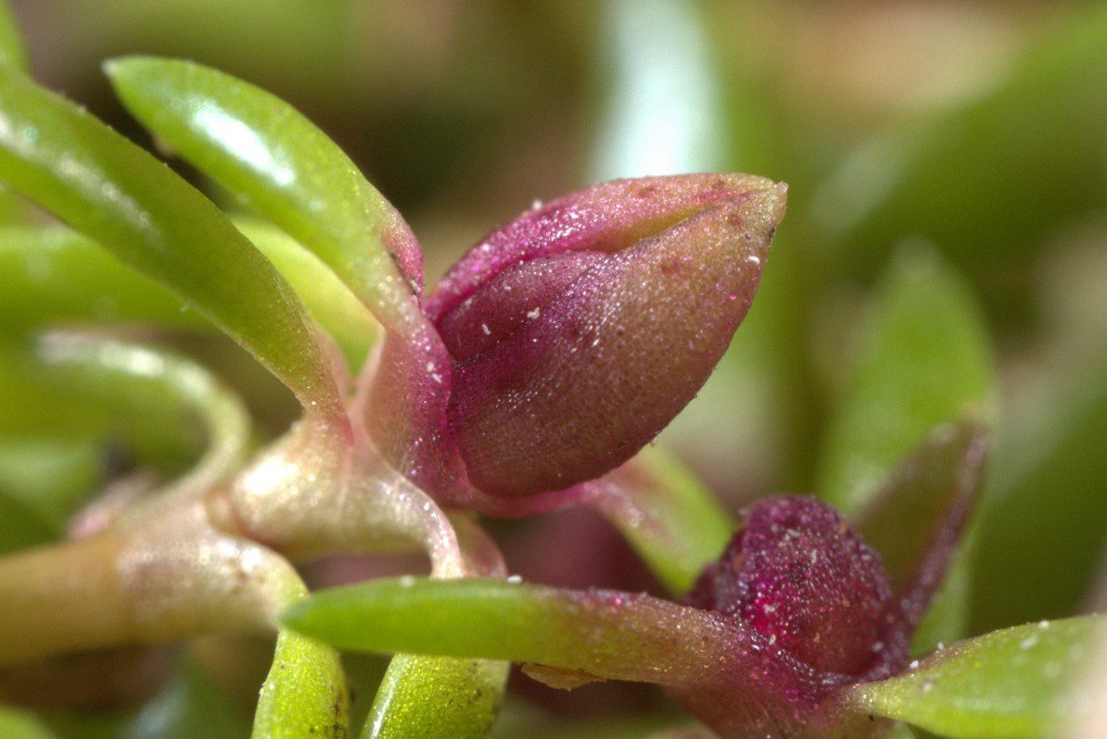 CABI supports release of biological control agents to fight invasive ...