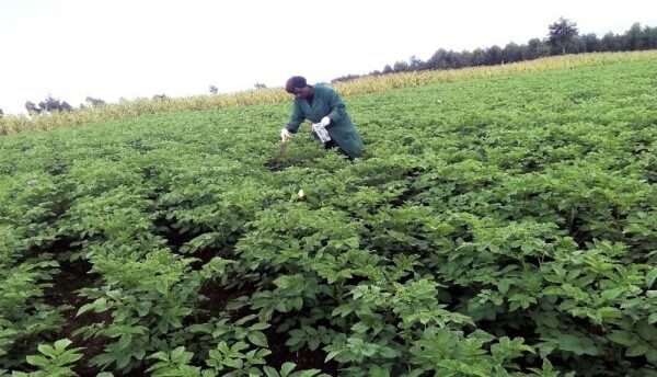 Low potato yields in Kenya not down to management practices alone, CABI ...