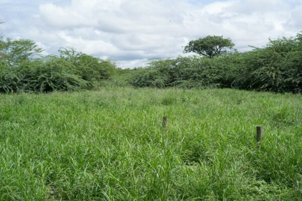 Three ways to fight invasive Prosopis juliflora tree in Eastern Africa ...