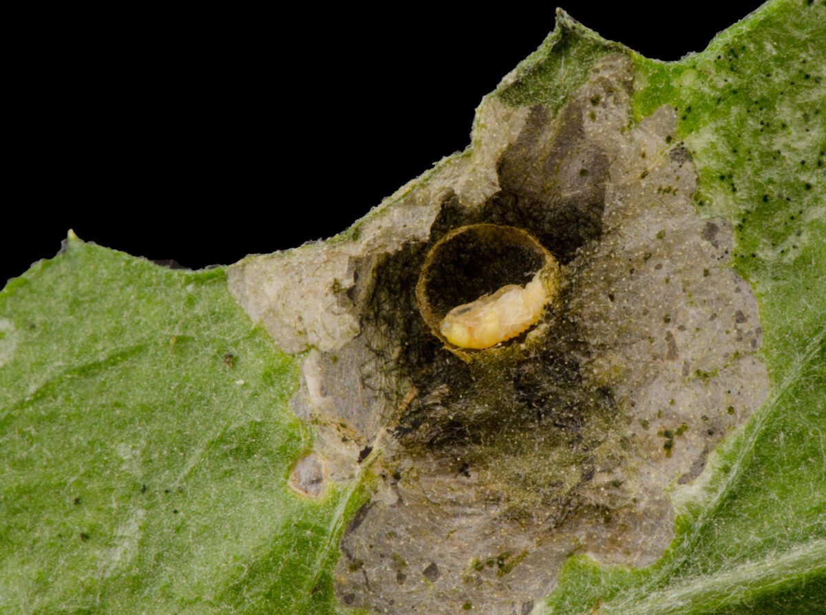 Controlling noxious Russian knapweed in North America - CABI.org