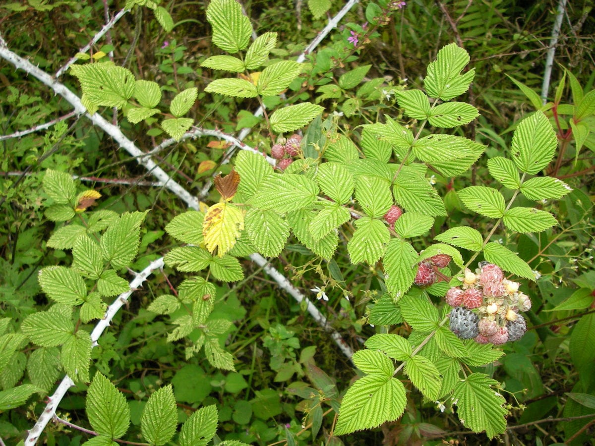 Controlling the invasive blackberry on the Galápagos Islands - CABI.org