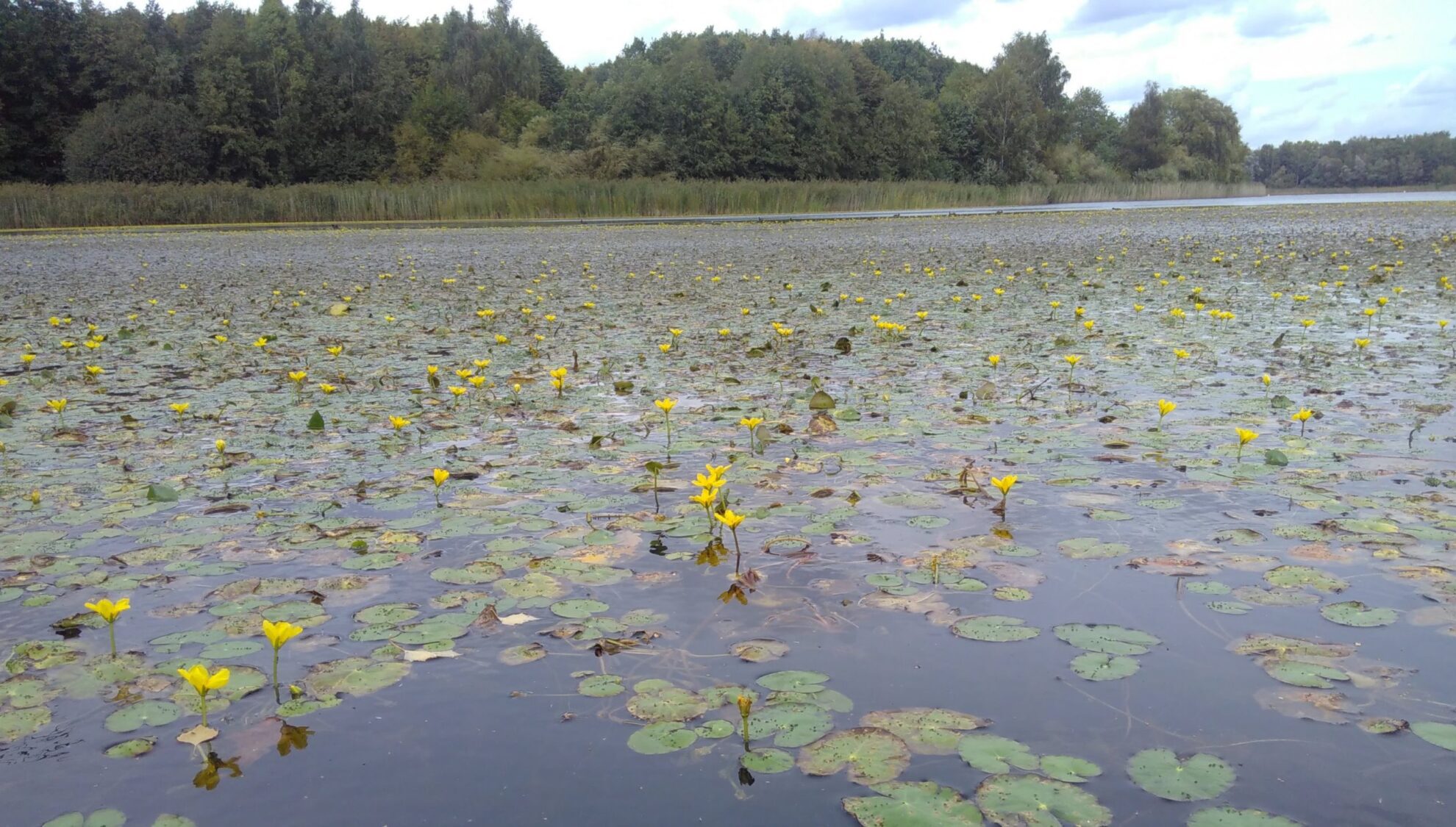 Identifying the origin of yellow floating heart, Nymphoides peltata ...