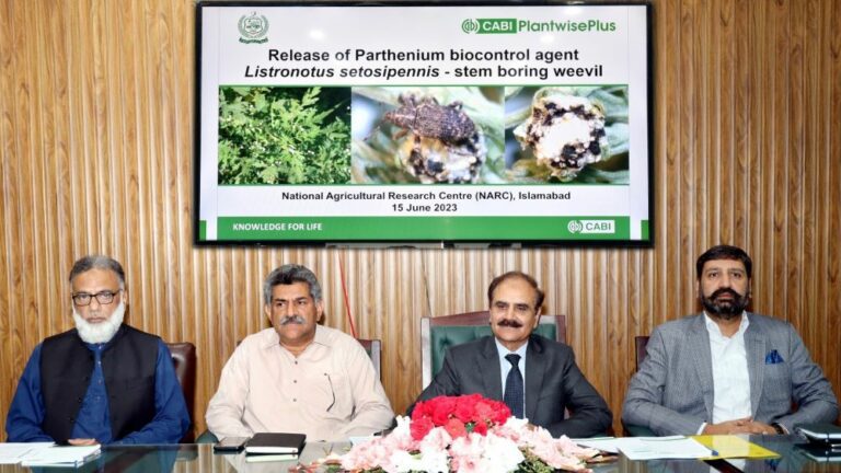 Biocontrol agent released to control noxious parthenium weed in ...