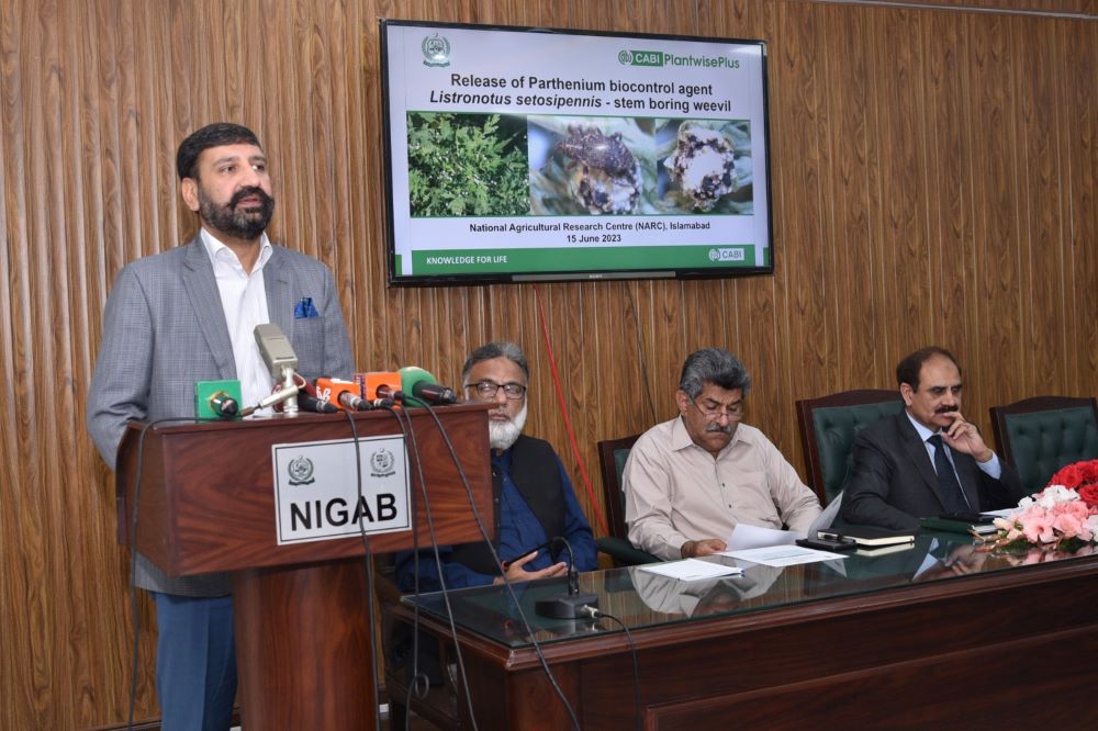 Biocontrol agent released to control noxious parthenium weed in ...